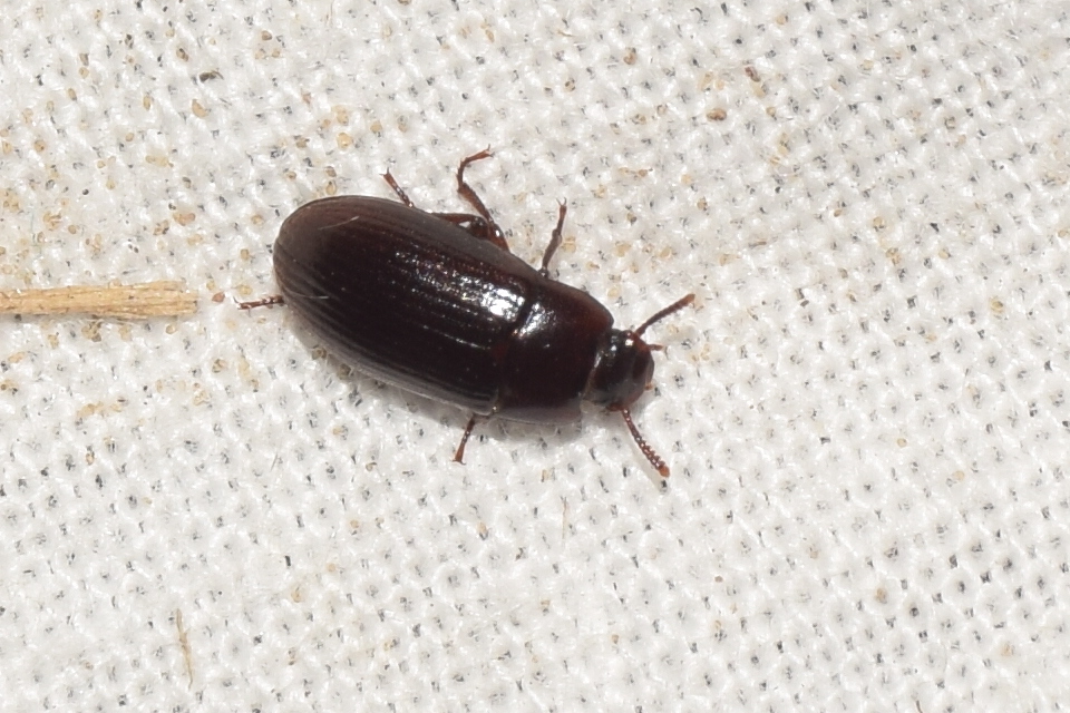 Alphitobius diaperinus