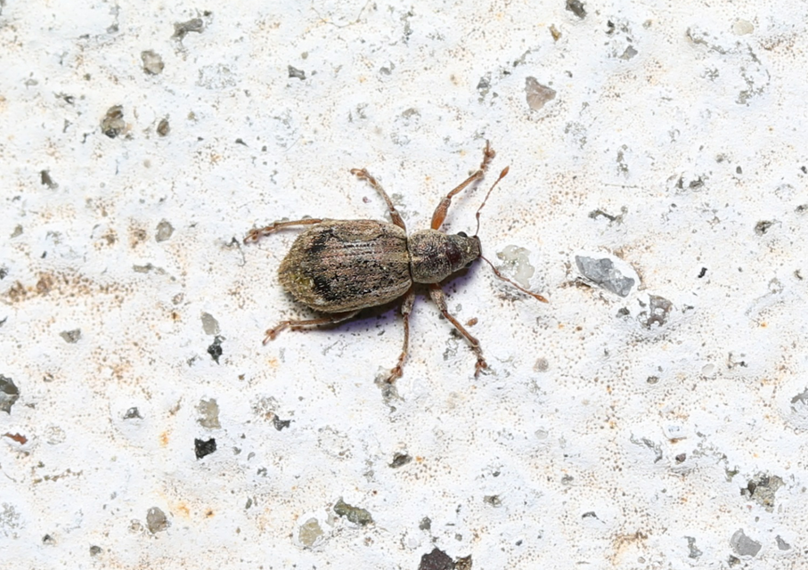 Polydrusus confluens - sávos lombormányos