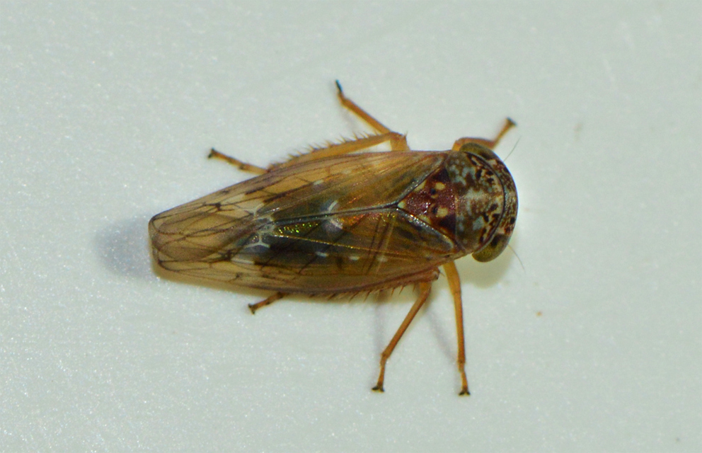 Metidiocerus rutilans