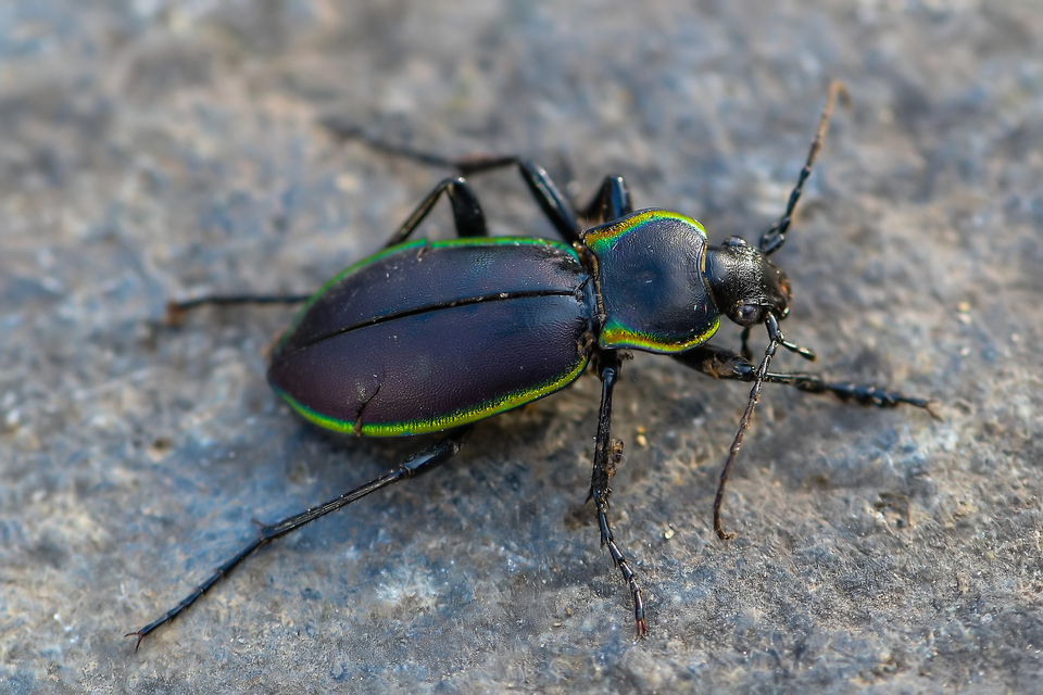 Carabus marginalis - szegélyes futrinka