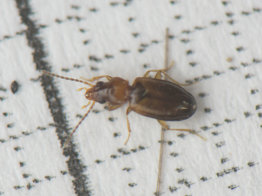 Tachys turkestanicus - keleti martfutó