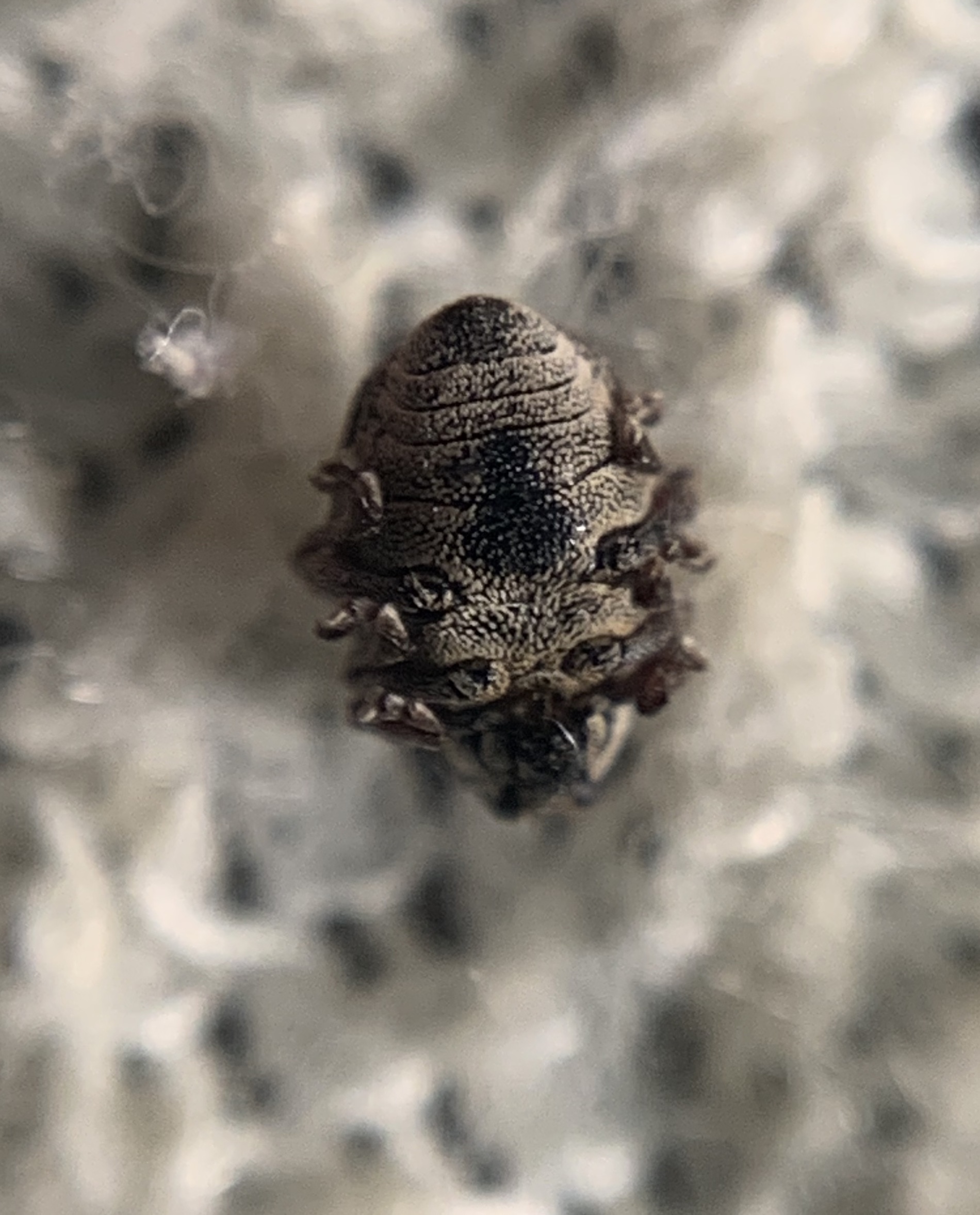 vöröslábú sóskaormányos - Rhinoncus leucostigma