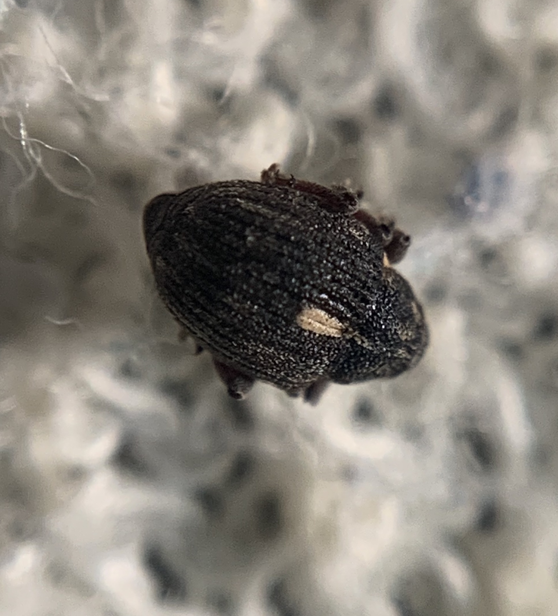 vöröslábú sóskaormányos - Rhinoncus leucostigma