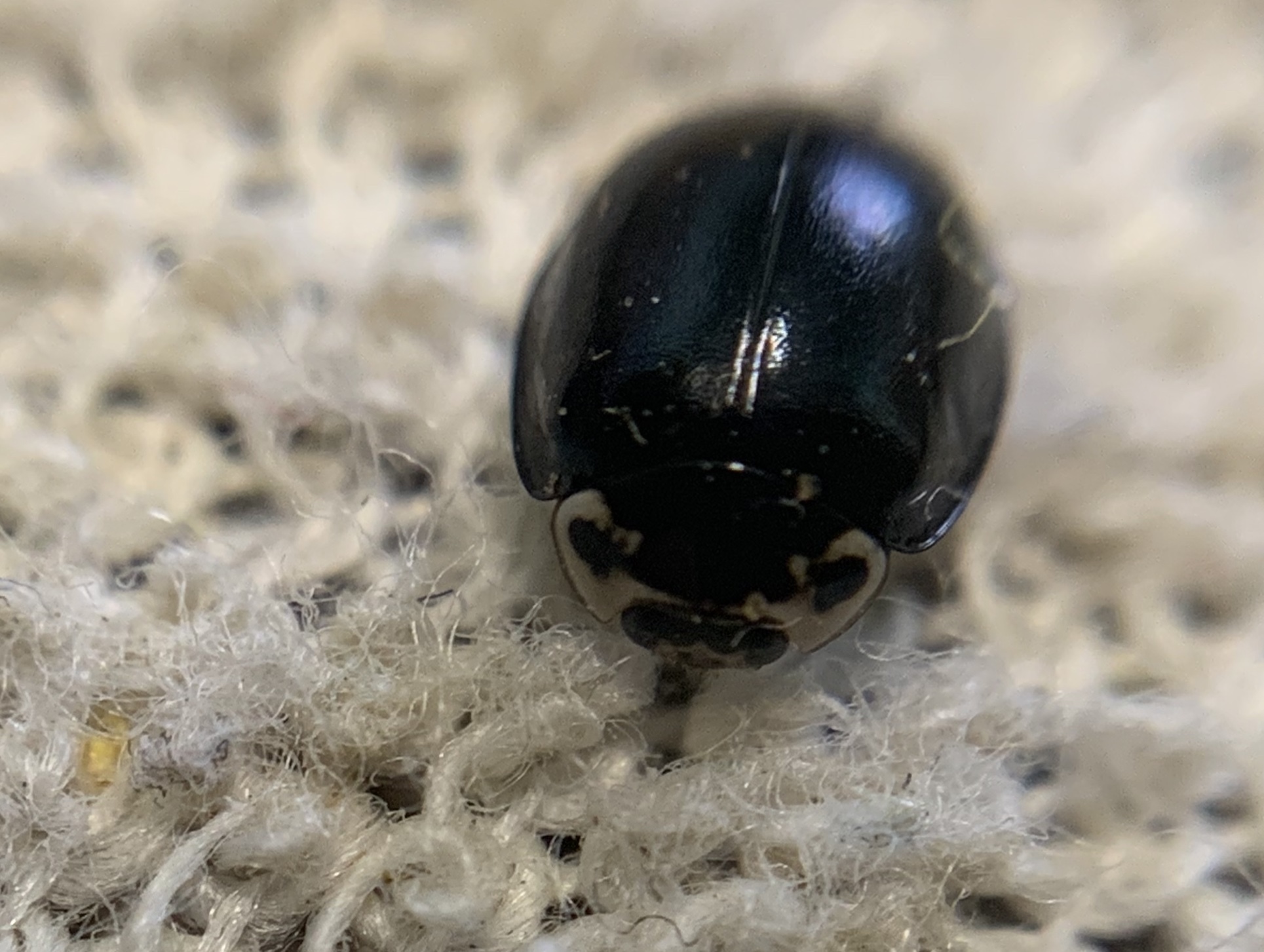 Oenopia impustulata - fekete katica