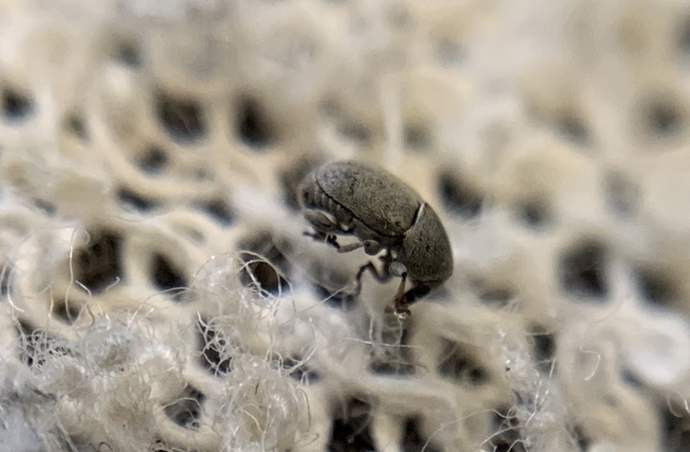 Tóth Norbert találata Schuster-rezedabogár - Bruchela schusteri